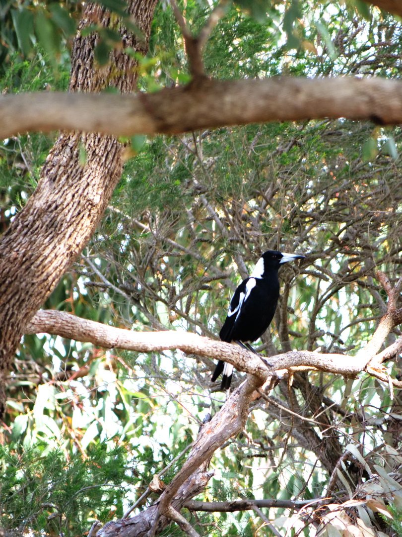 Coast, quokkas and cockatoos : southwest Western Australia ...