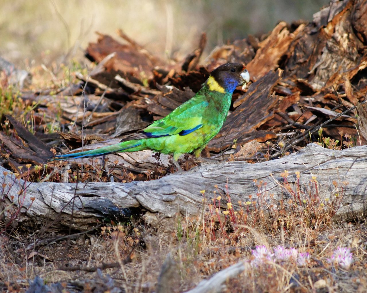 Coast, quokkas and cockatoos : southwest Western Australia ...