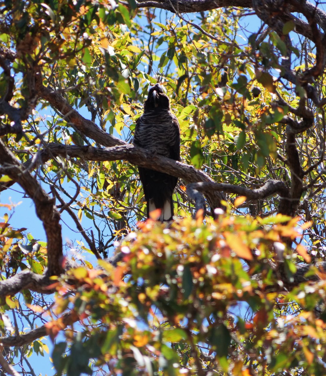 Coast, quokkas and cockatoos : southwest Western Australia ...