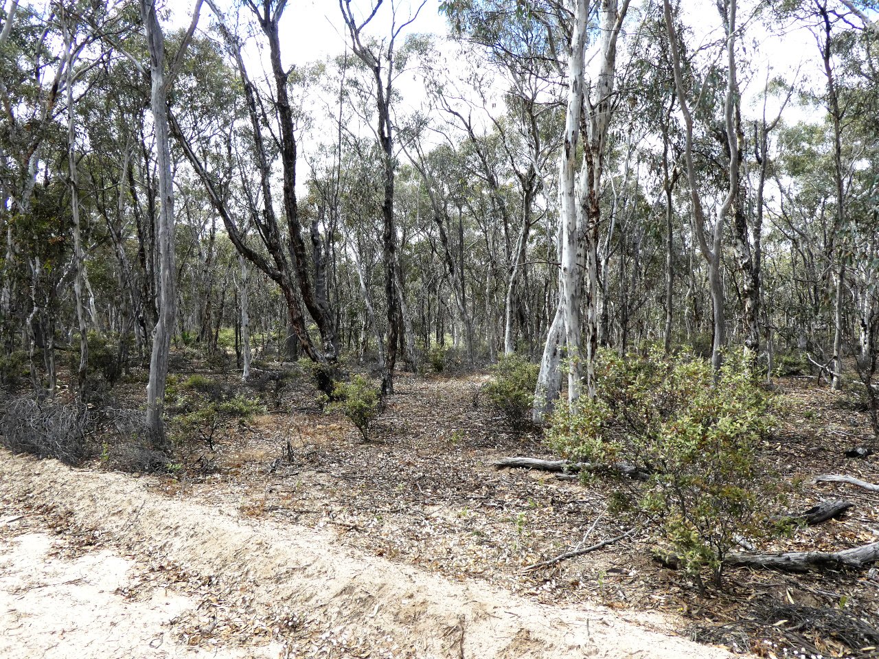Coast, quokkas and cockatoos : southwest Western Australia - Australasia and Pacific - Safaritalk