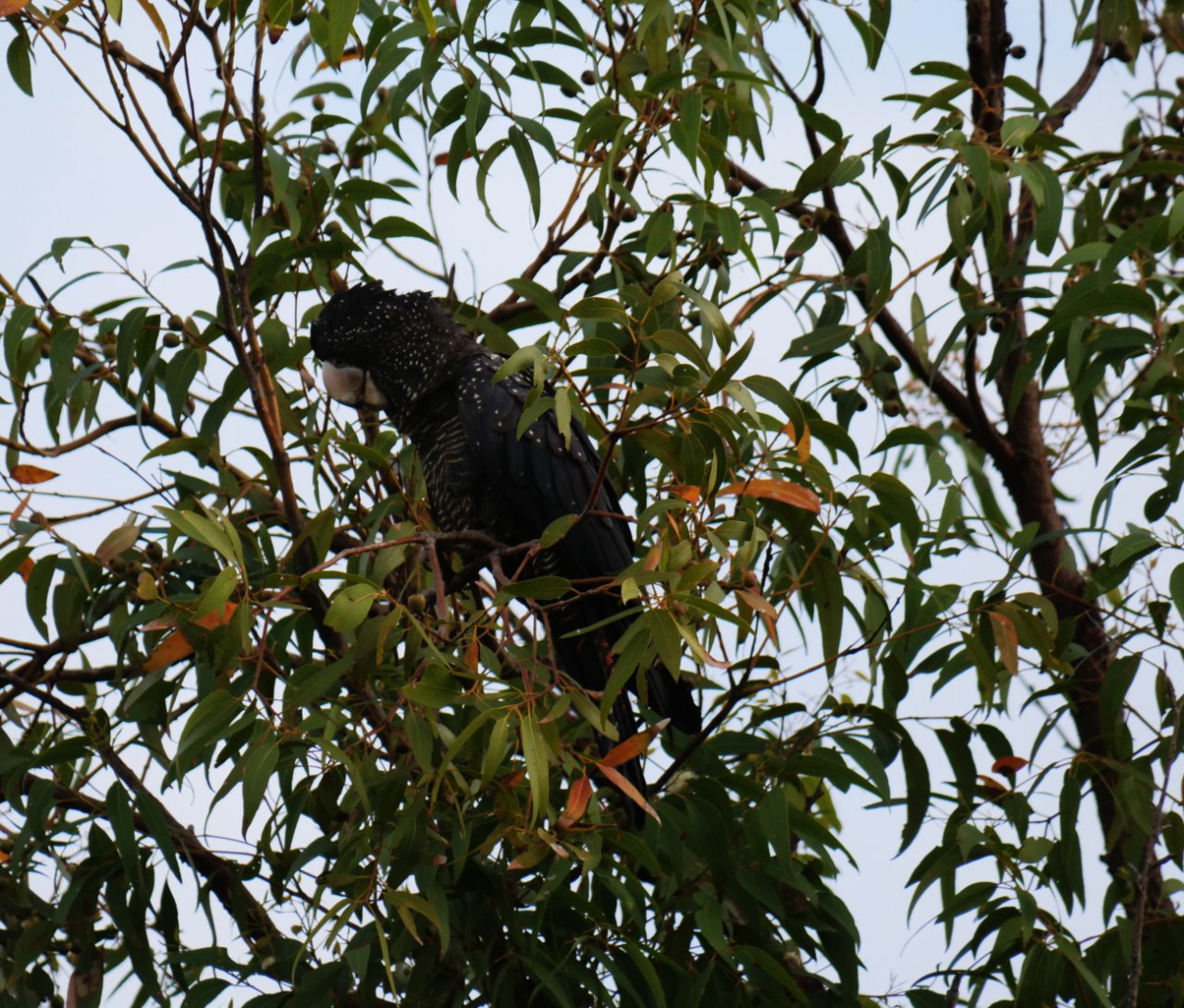 Coast, quokkas and cockatoos : southwest Western Australia ...