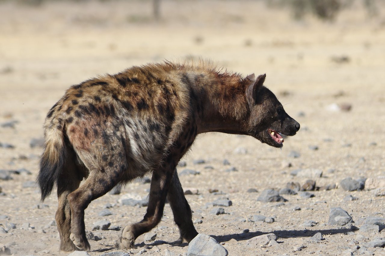 Ajabu sana Kenya and Porini - Kenya - Safaritalk