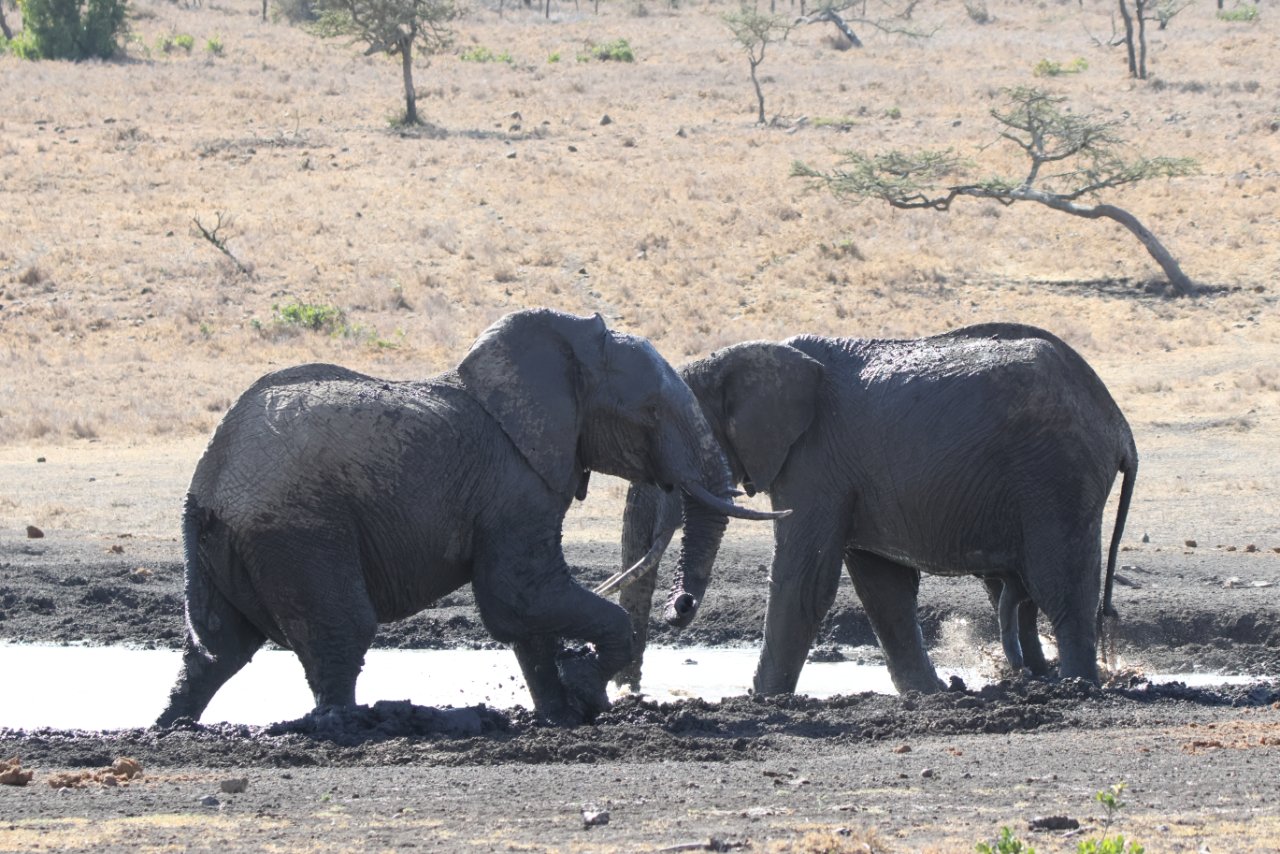 Ajabu sana Kenya and Porini - Kenya - Safaritalk