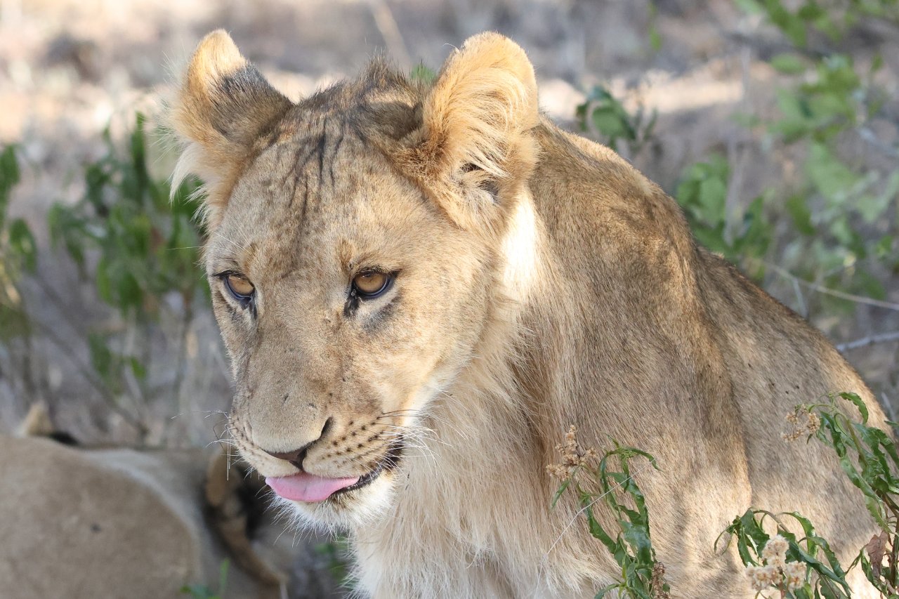 Ajabu sana Kenya and Porini - Kenya - Safaritalk