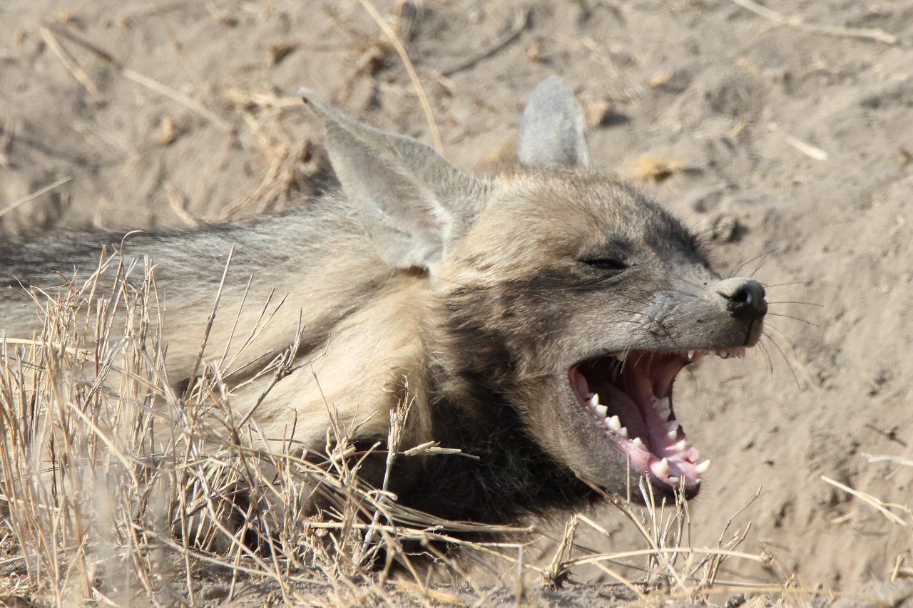 Ajabu sana Kenya and Porini - Kenya - Safaritalk
