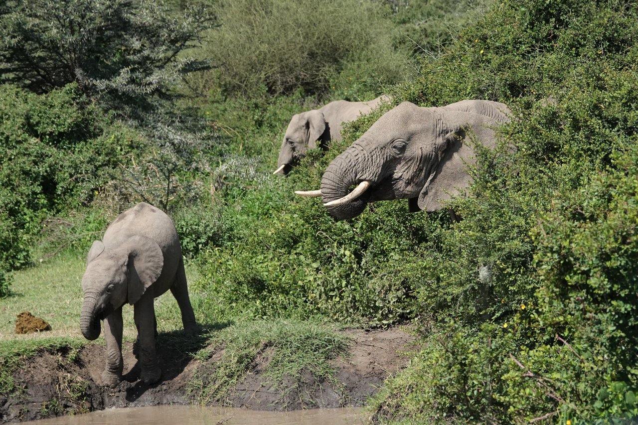 Ndutu (Ngorongoro Conservation Area) and Central Serengeti National ...