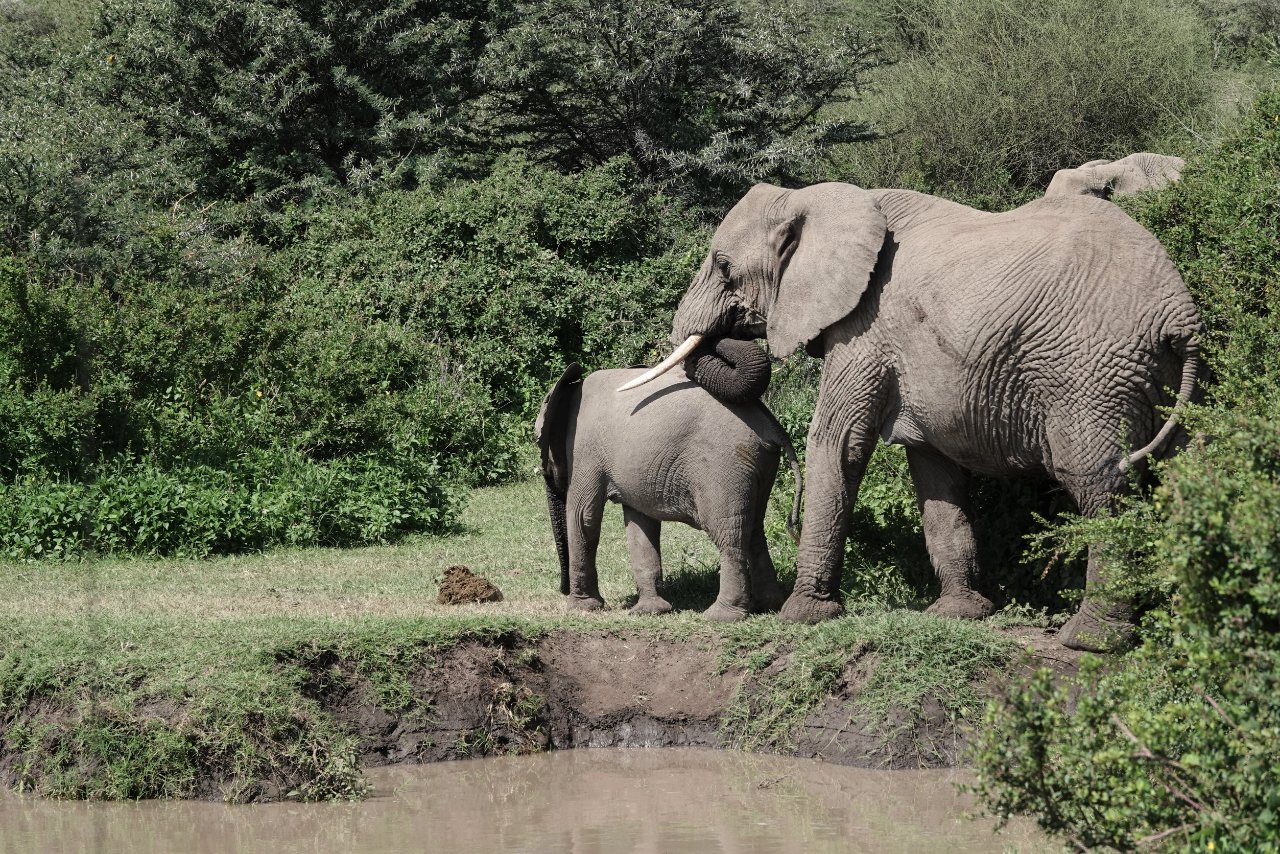 Ndutu (Ngorongoro Conservation Area) and Central Serengeti National ...