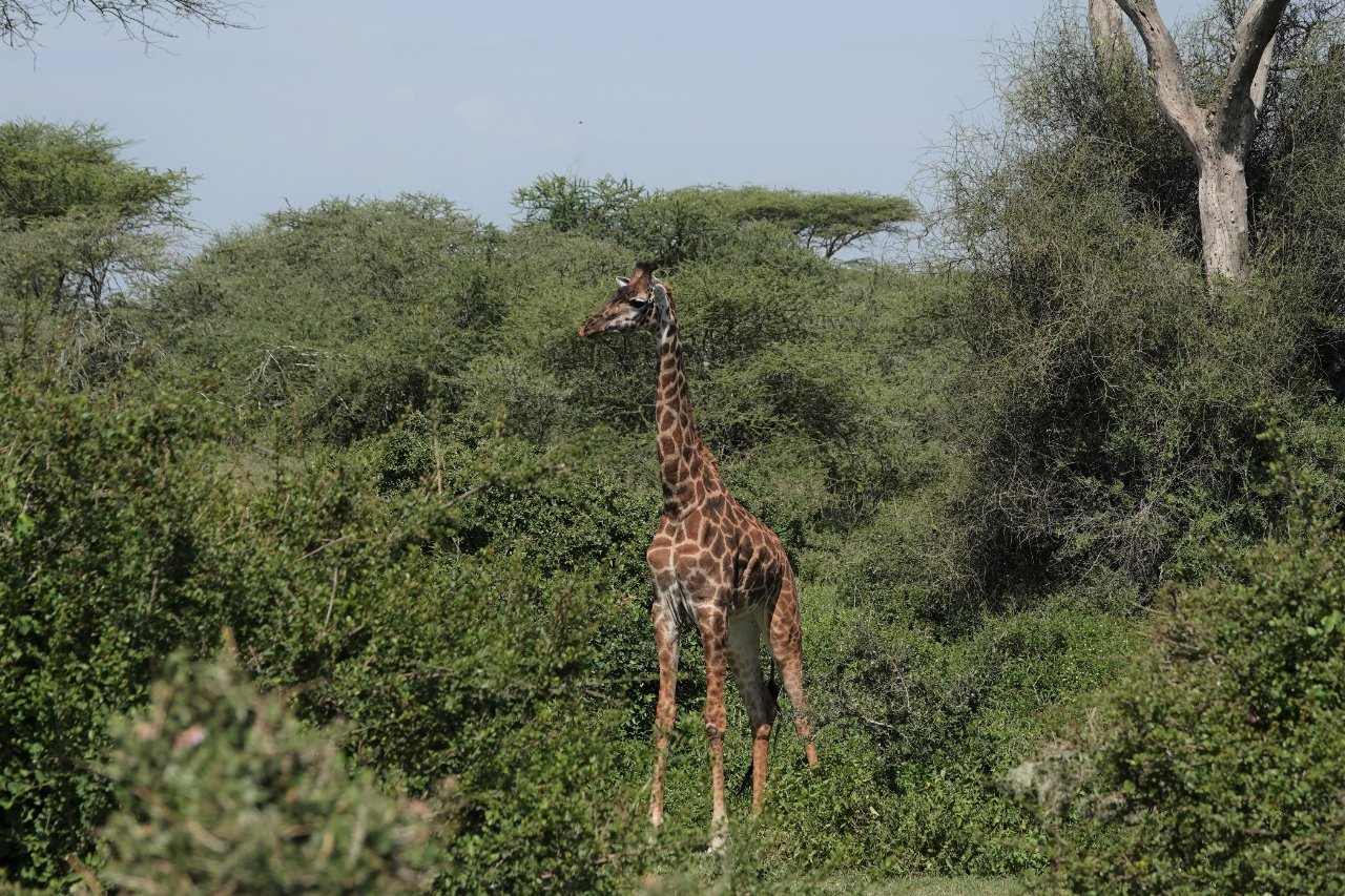 Ndutu (Ngorongoro Conservation Area) and Central Serengeti National ...