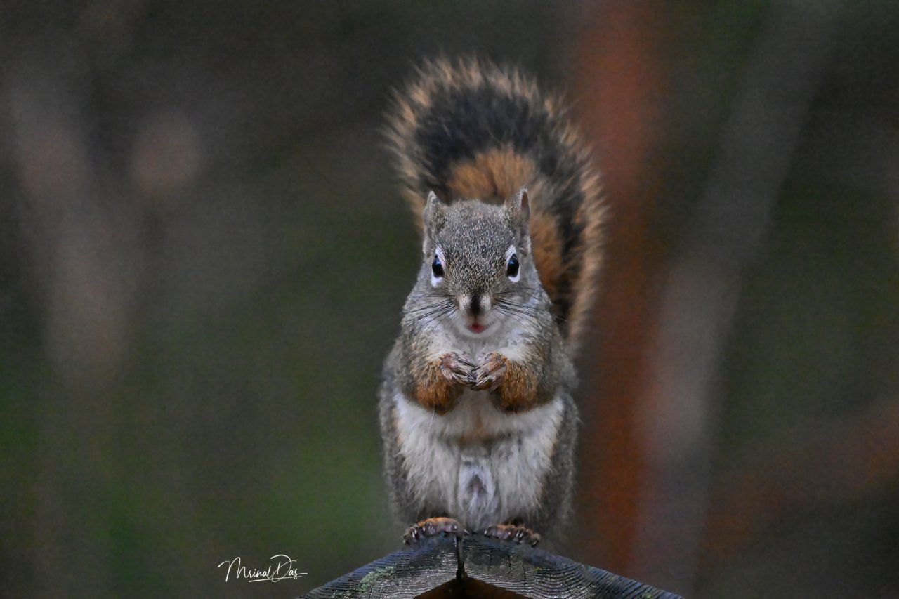 Show us your squirrels... - Wildlife images from around the world ...