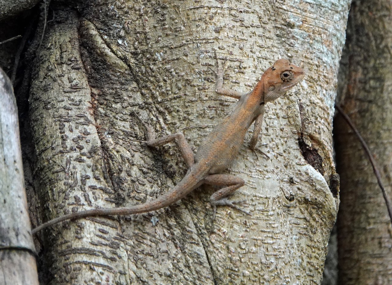 Tiger Trifecta; Thirty Three sightings of Twenty Three Tigers in Ten ...