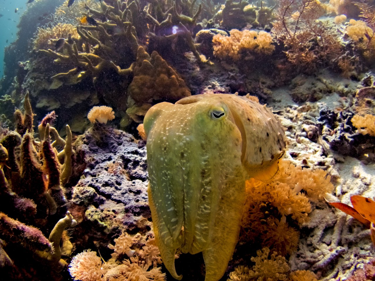 20 Leagues Under the Sea: A Snorkeling Expedition in the Coral Triangle ...