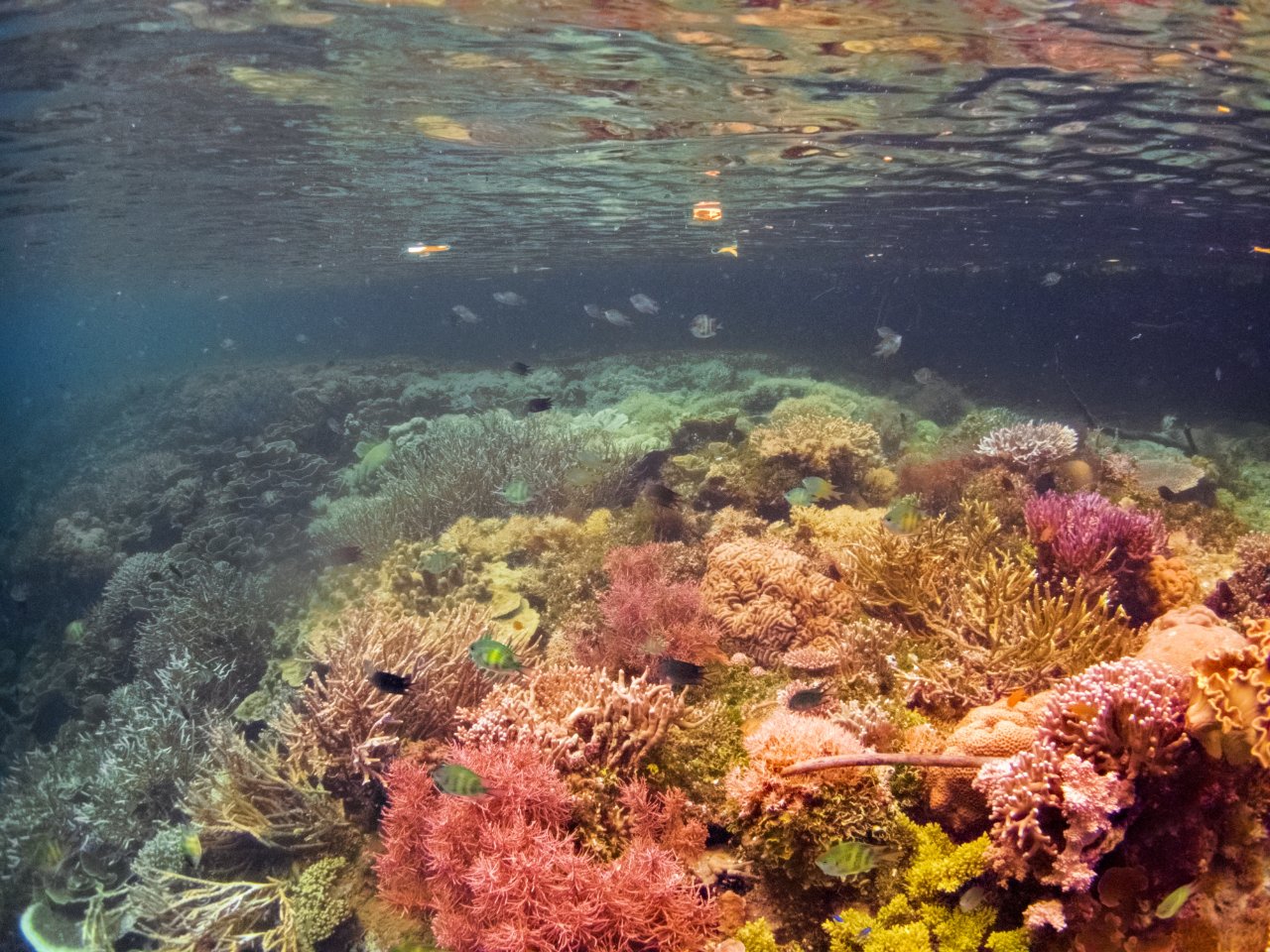 20 Leagues Under the Sea: A Snorkeling Expedition in the Coral Triangle ...
