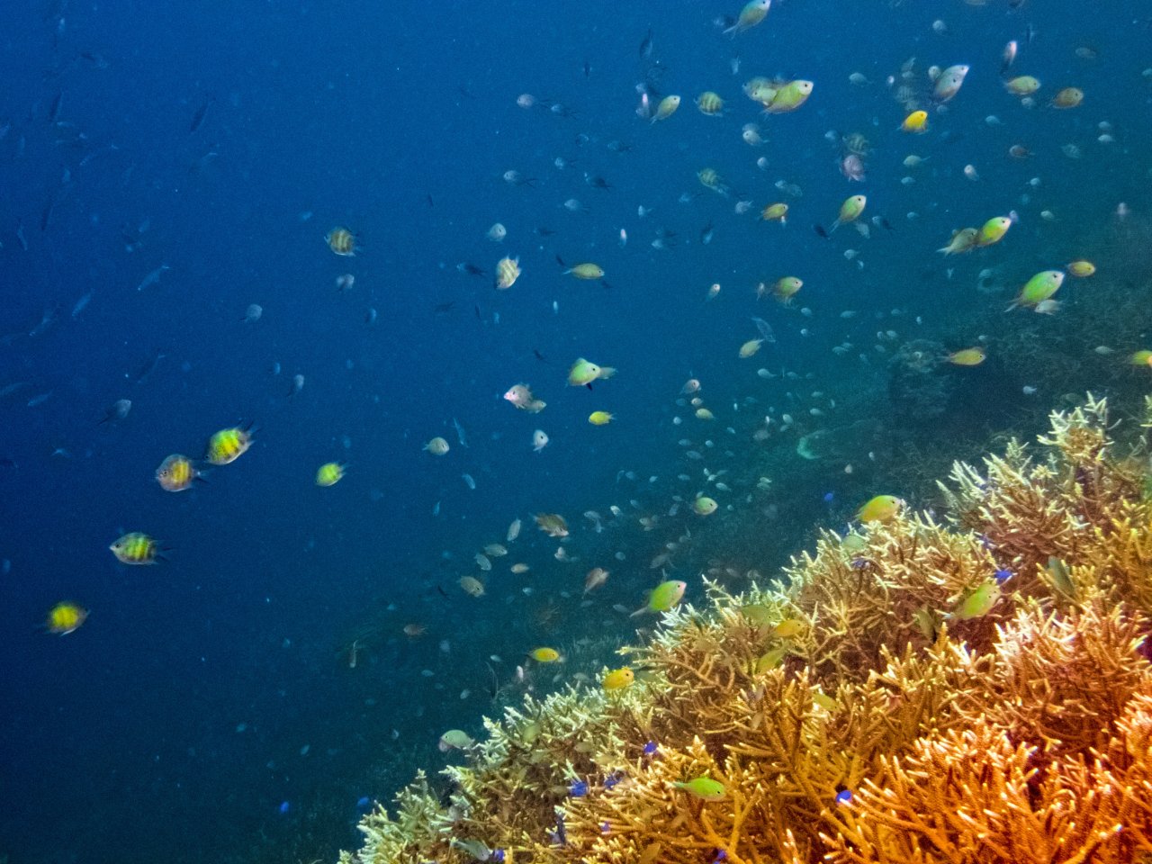 20 Leagues Under the Sea: A Snorkeling Expedition in the Coral Triangle ...