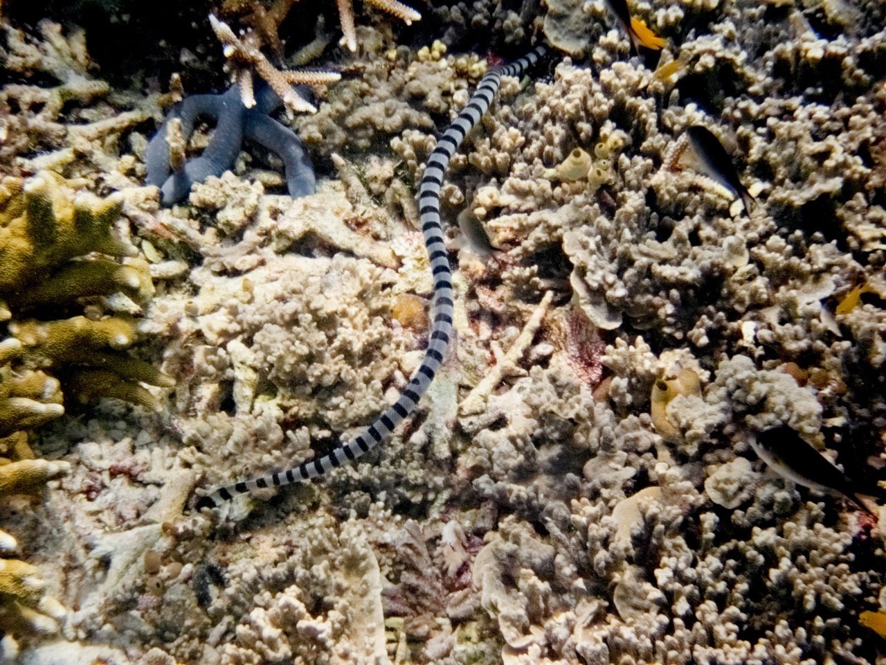 20 Leagues Under the Sea: A Snorkeling Expedition in the Coral Triangle ...