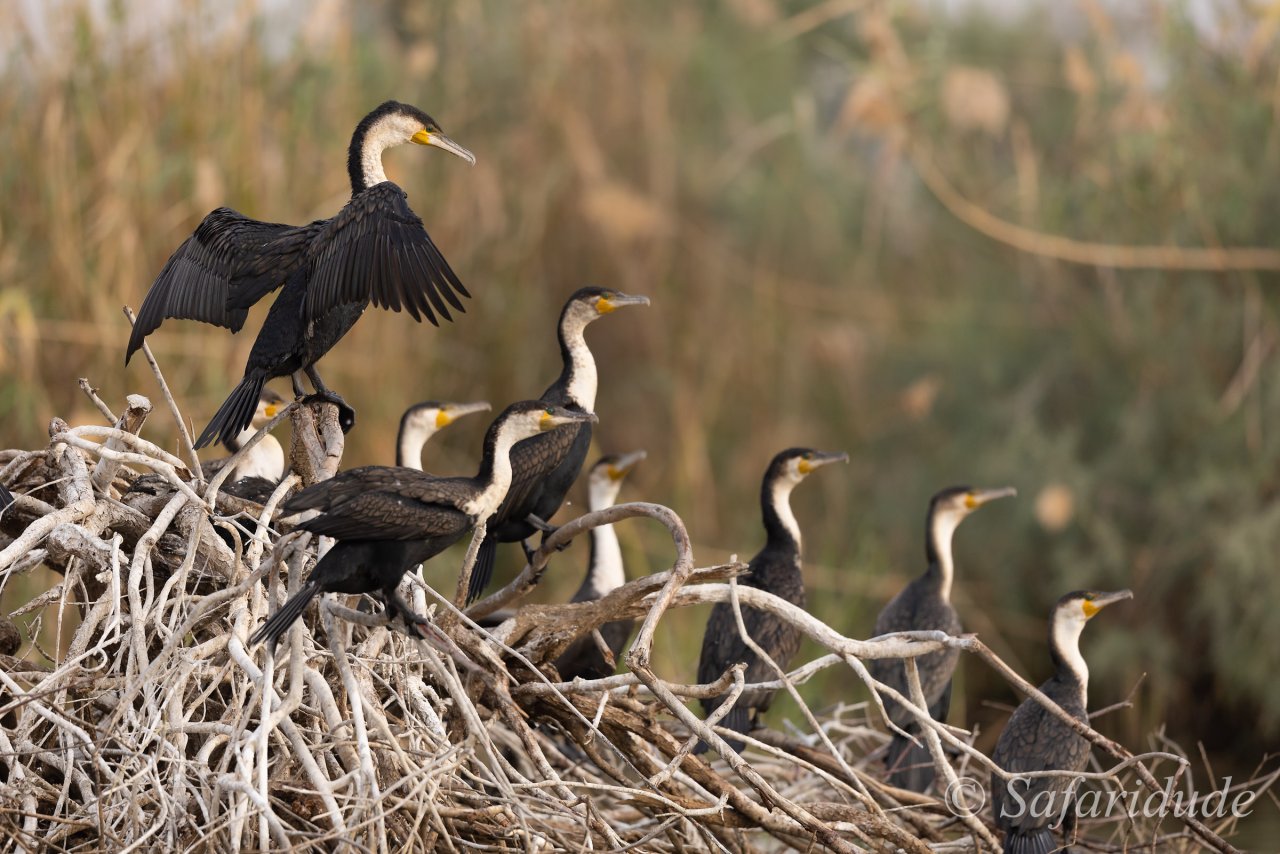 Senegal Birding - Senegal - Safaritalk