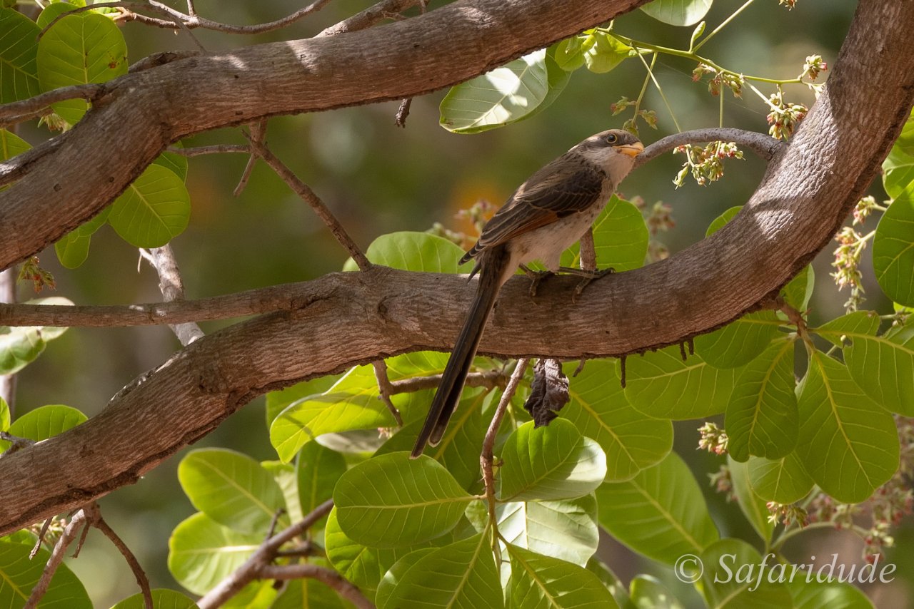 Senegal Birding - Senegal - Safaritalk