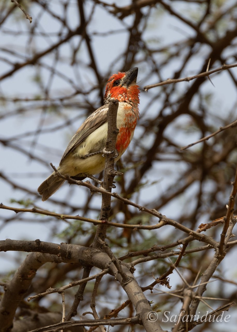Senegal Birding - Senegal - Safaritalk