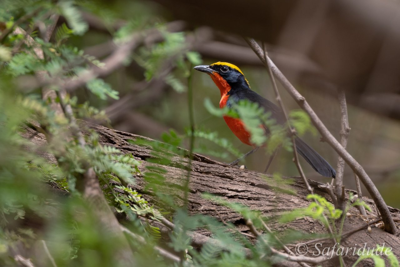 Senegal Birding - Senegal - Safaritalk