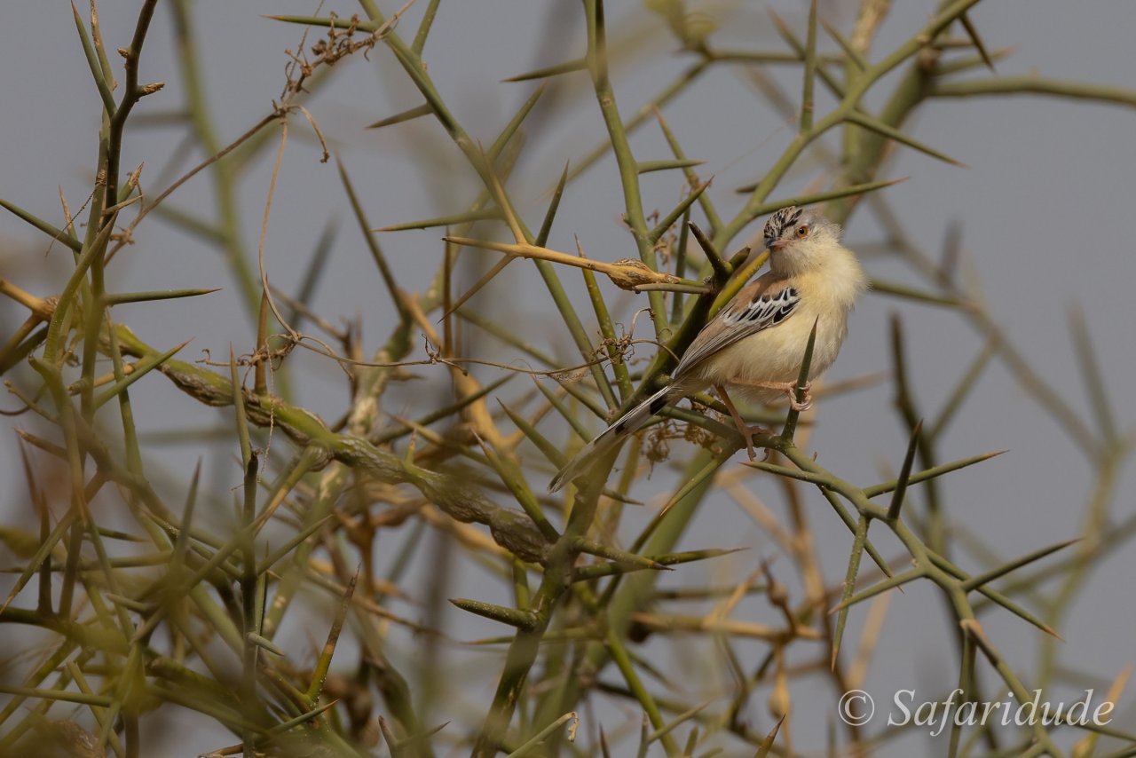 Senegal Birding - Senegal - Safaritalk