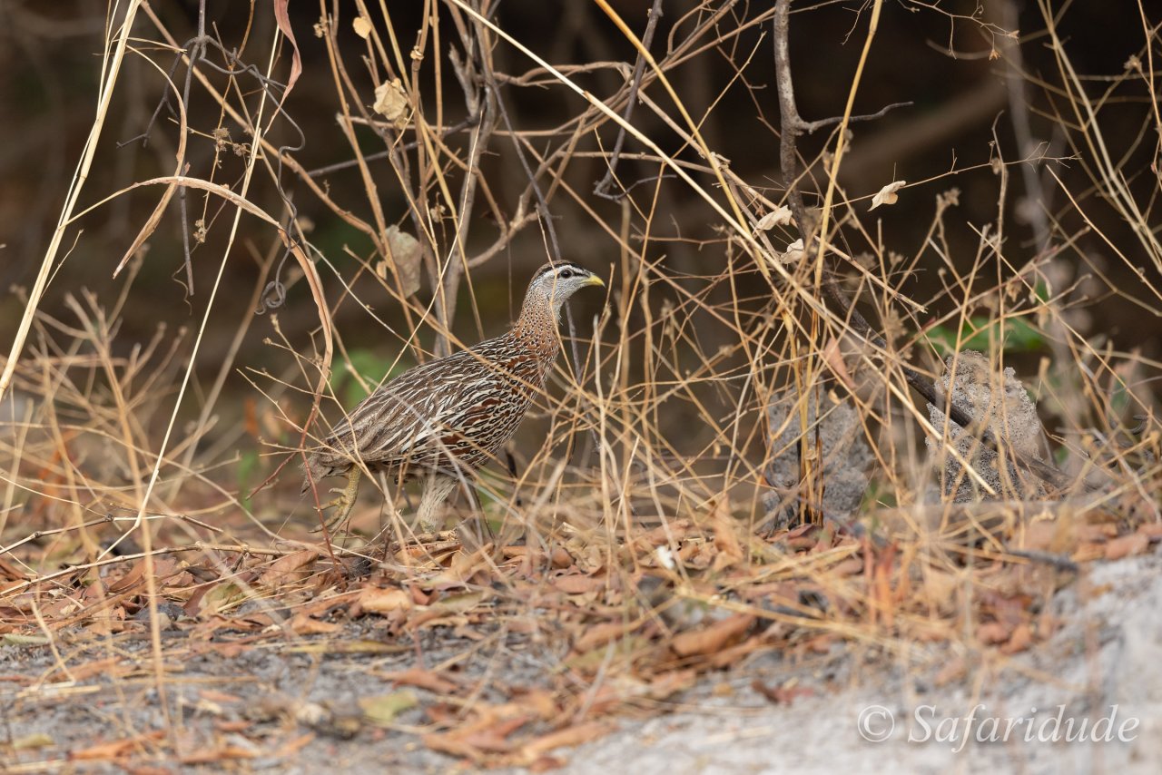 Senegal Birding - Senegal - Safaritalk
