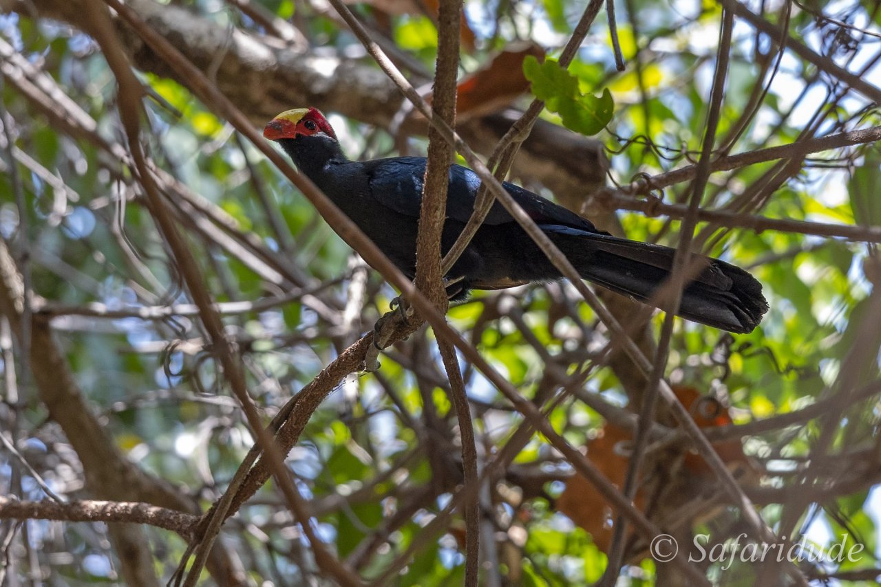 Senegal Birding - Senegal - Safaritalk