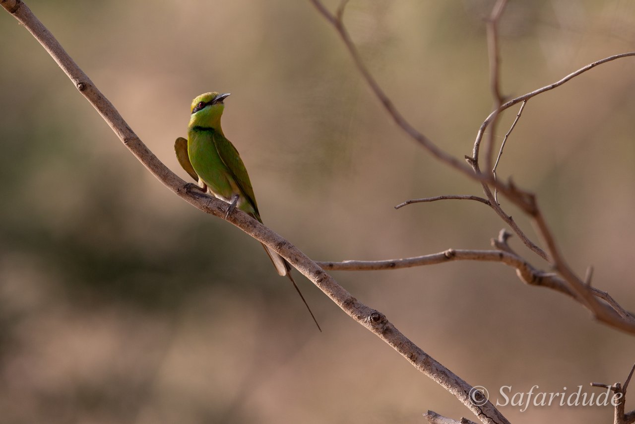 Senegal Birding - Senegal - Safaritalk