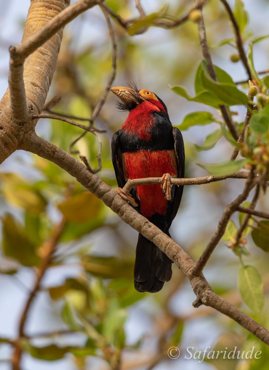 Senegal Birding - Senegal - Safaritalk