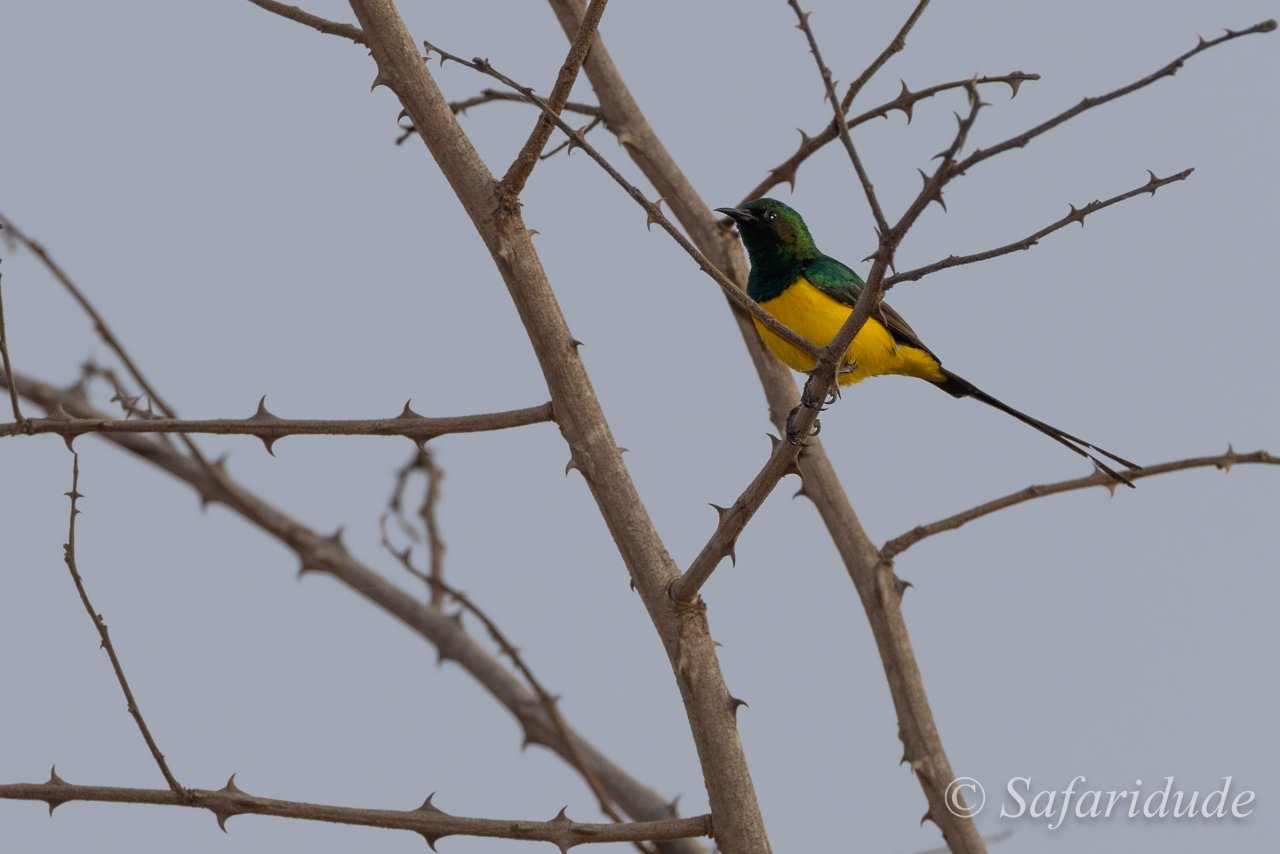 Senegal Birding - Senegal - Safaritalk