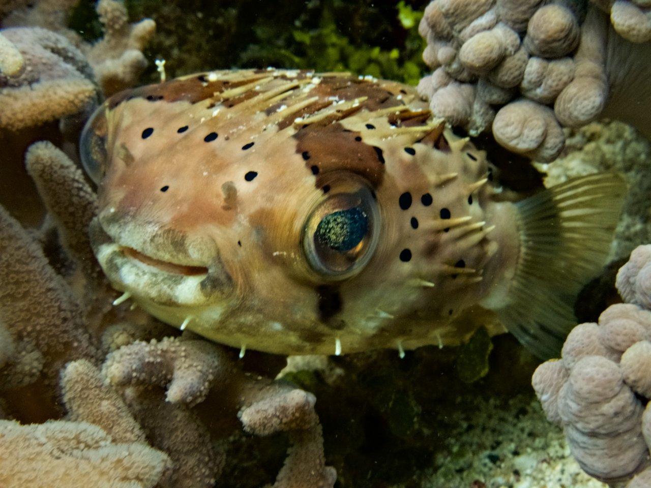 20 Leagues Under the Sea: A Snorkeling Expedition in the Coral Triangle ...