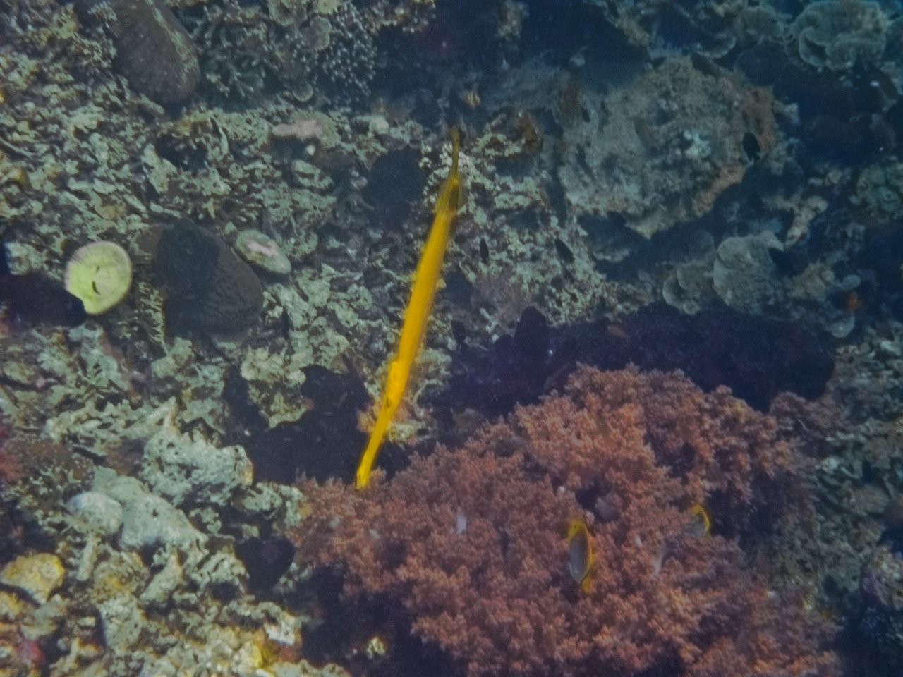 20 Leagues Under the Sea: A Snorkeling Expedition in the Coral Triangle ...