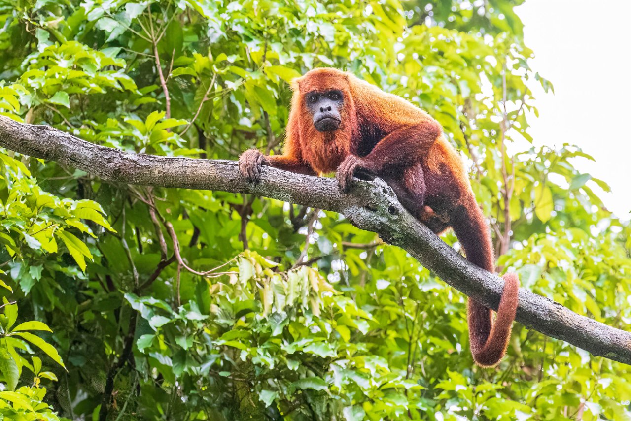 Guyana - Where Rainforest Meets Savanna - Page 2 - South/Central ...