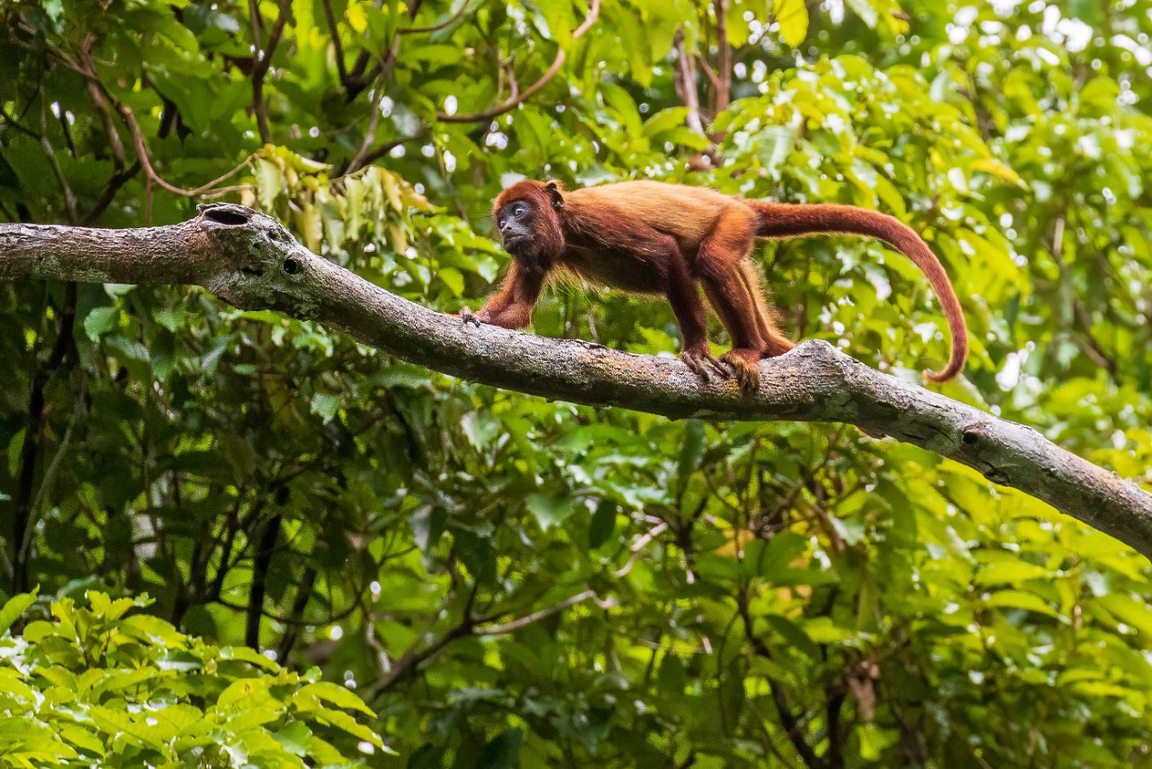 Guyana - Where Rainforest Meets Savanna - Page 2 - South/Central ...