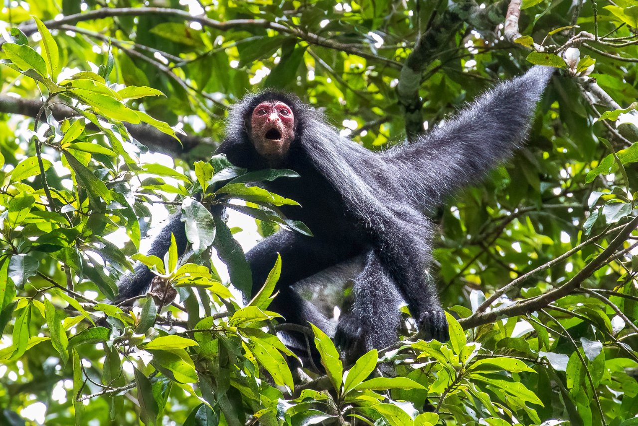 Guyana - Where Rainforest Meets Savanna - South/Central America inc ...