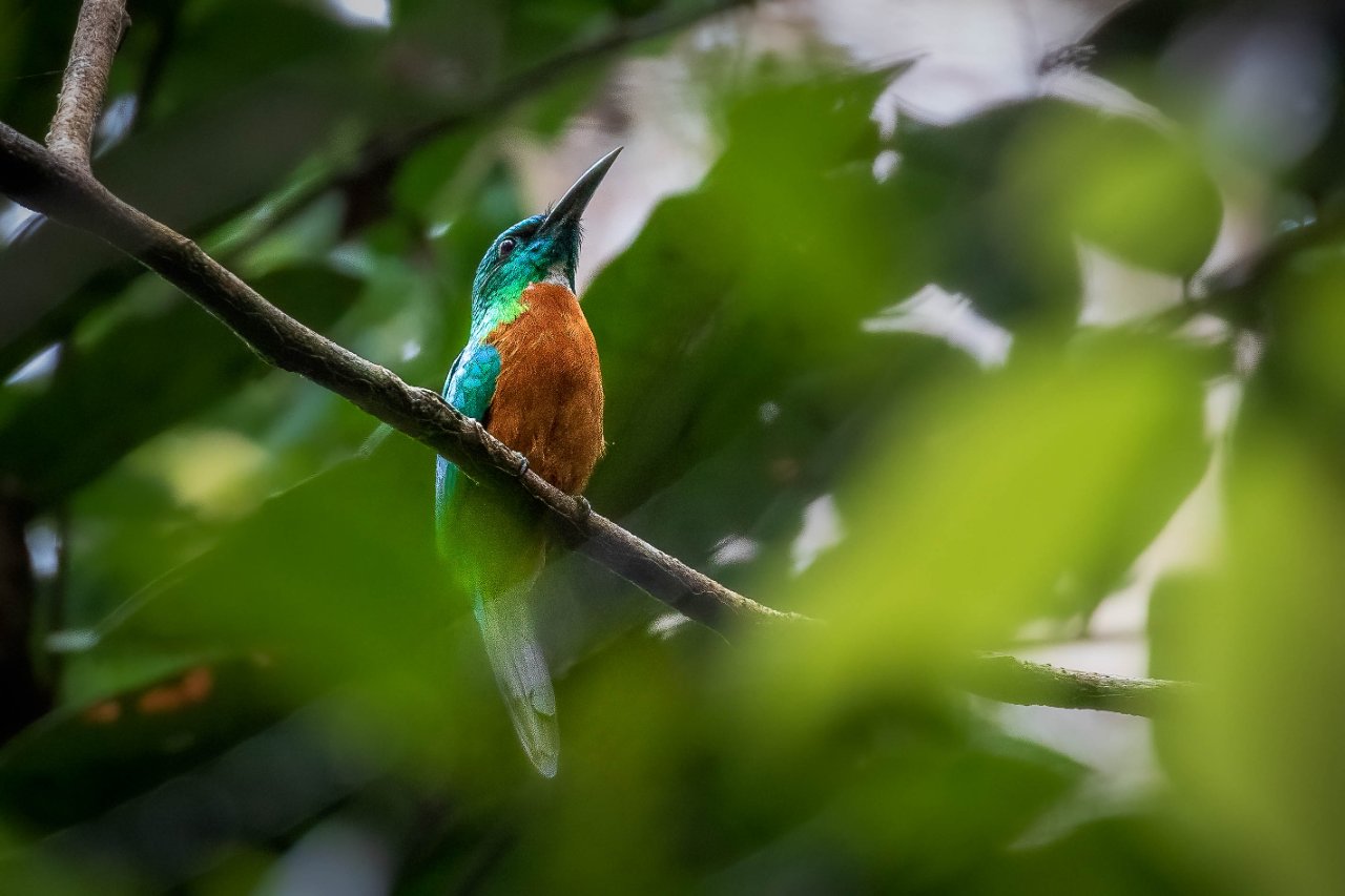 Guyana - Where Rainforest Meets Savanna - Page 2 - South/Central America inc. Caribbean - Safaritalk