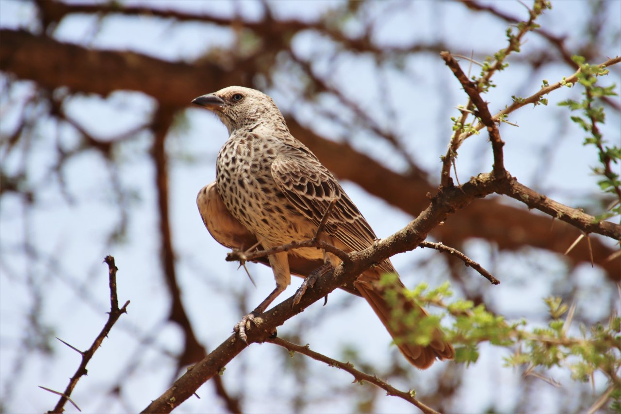 Kenya and Tanzania - A Return Adventure - February 2023 - Kenya ...