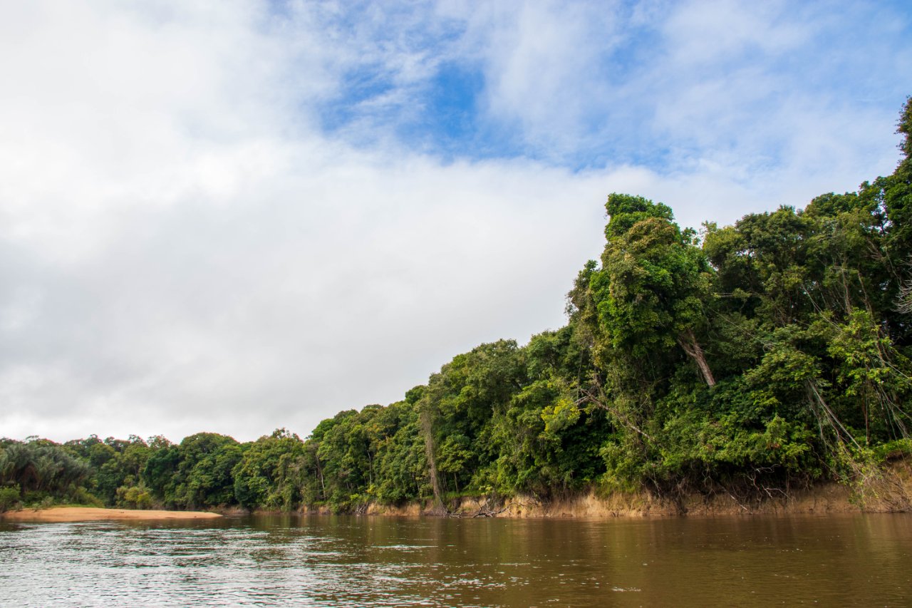 Guyana - Where Rainforest Meets Savanna - Page 2 - South/Central ...