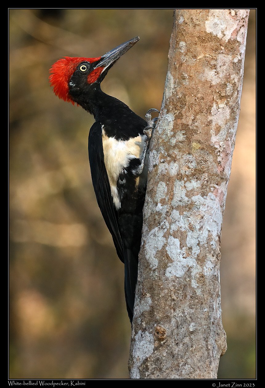 A Birding safari (with some extras) in the Western Ghats of Southern ...
