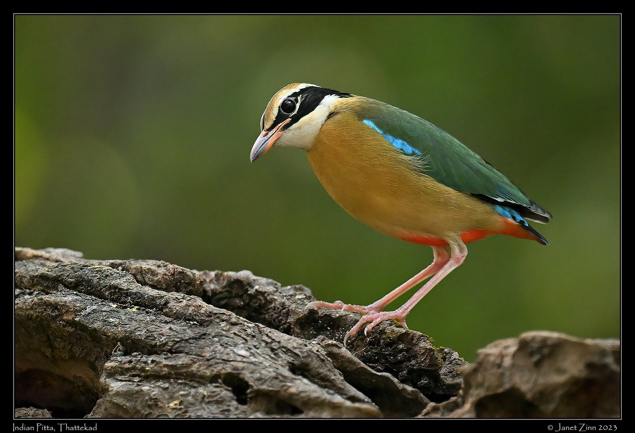 A Birding safari (with some extras) in the Western Ghats of Southern ...