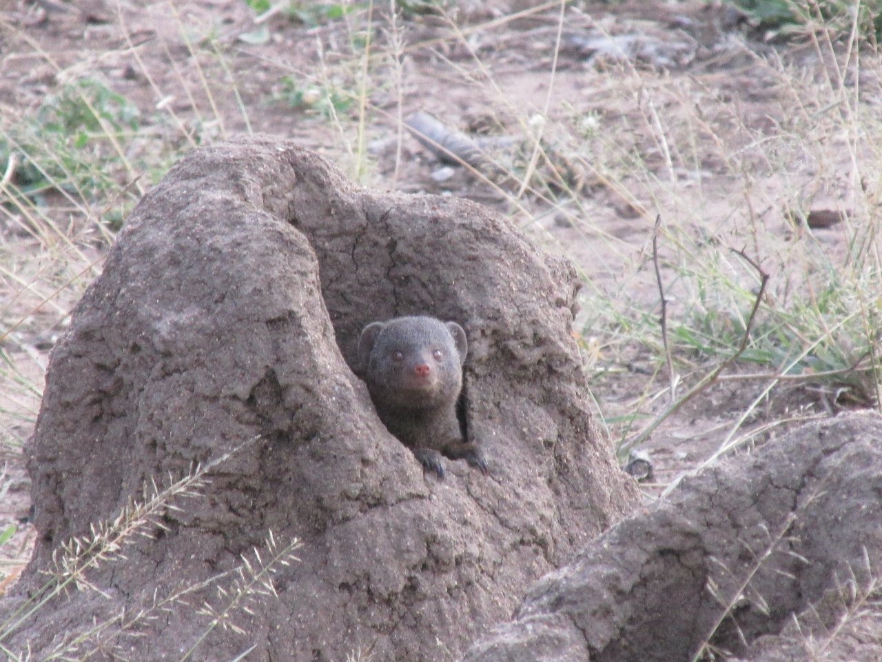 Show us your African mongoose species... - Your Africa images - Safaritalk