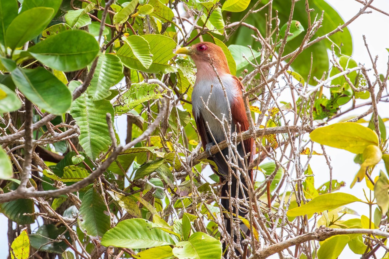Guyana - Where Rainforest Meets Savanna - Page 3 - South/Central ...