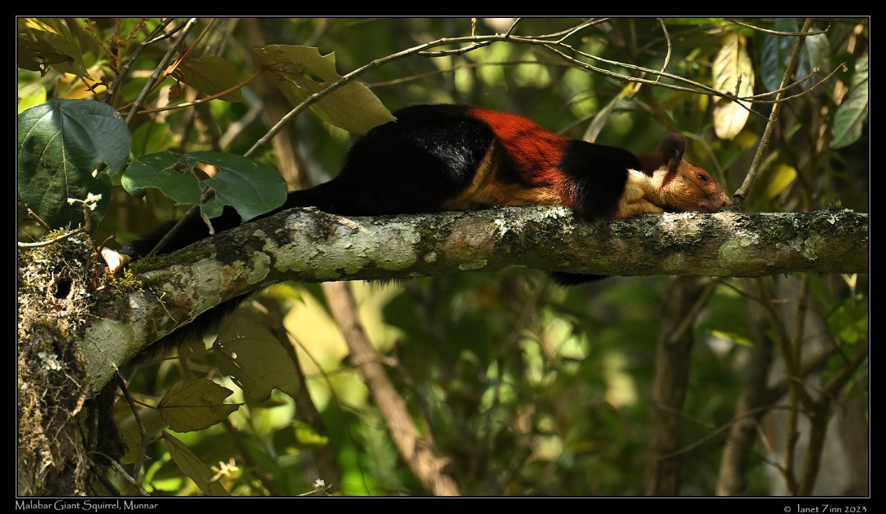 A Birding safari (with some extras) in the Western Ghats of Southern ...