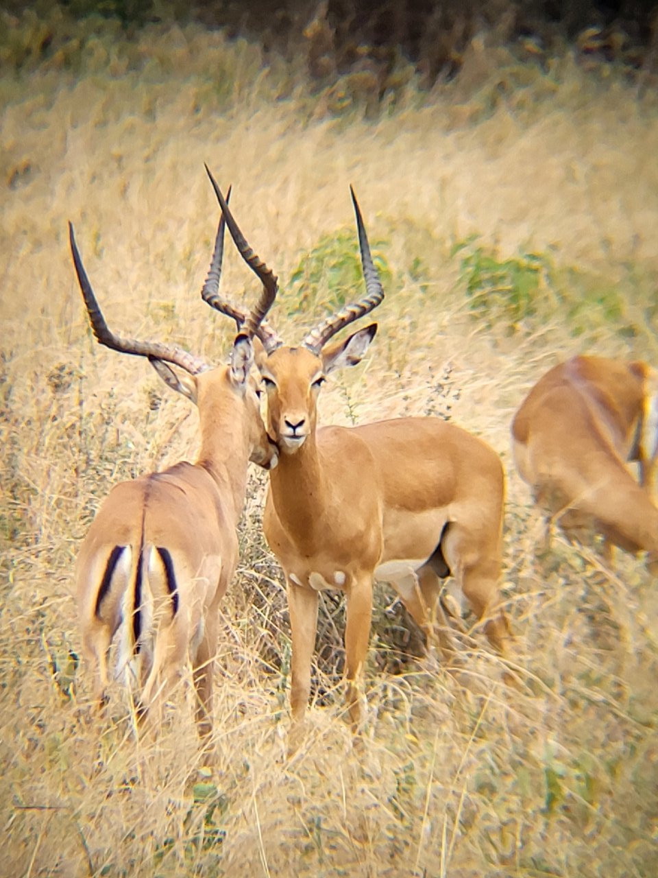 Hooked on Safari after doing Ndutu, Tarangine and Ngorongoro crater ...