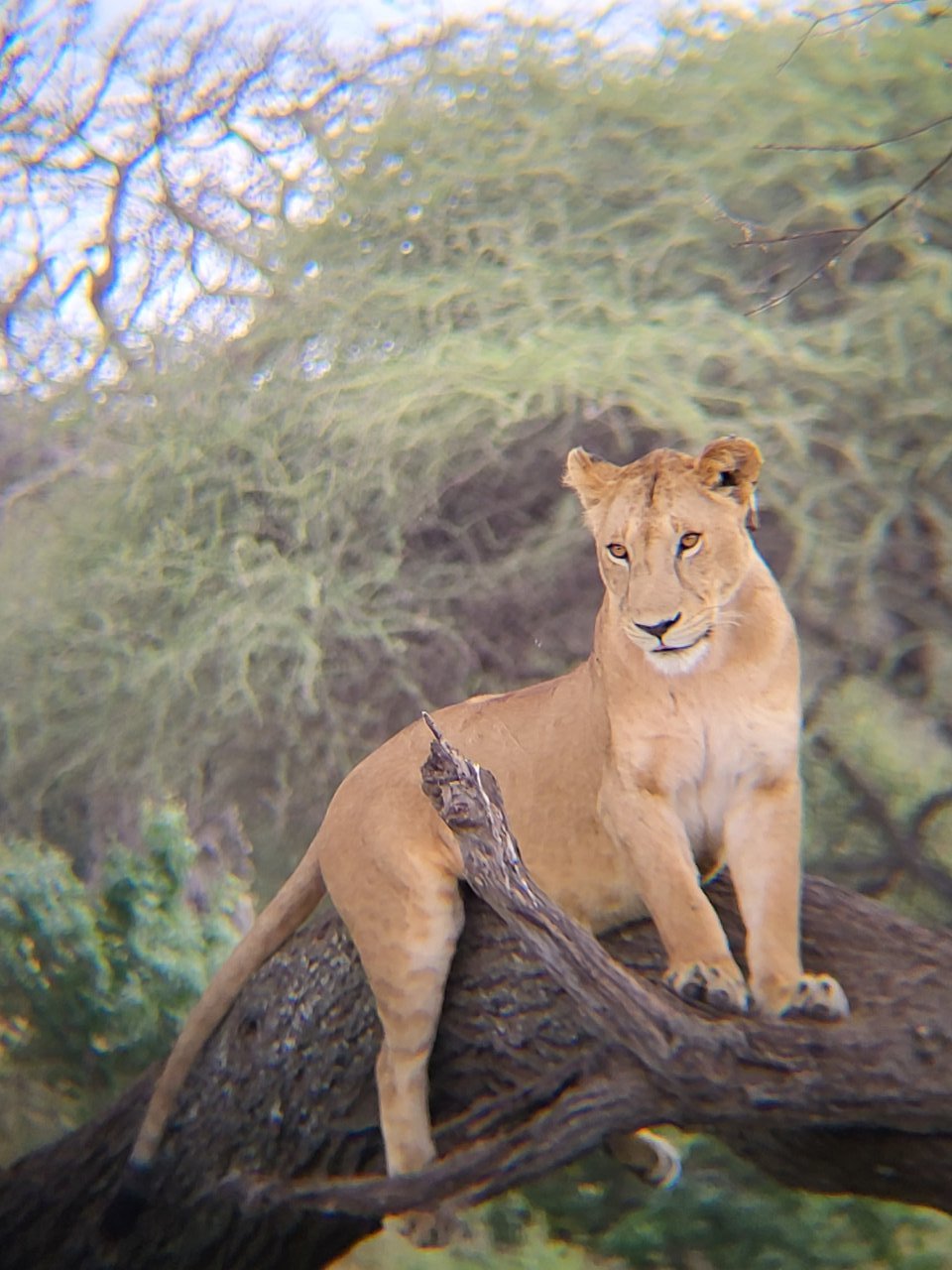 Hooked on Safari after doing Ndutu, Tarangine and Ngorongoro crater ...