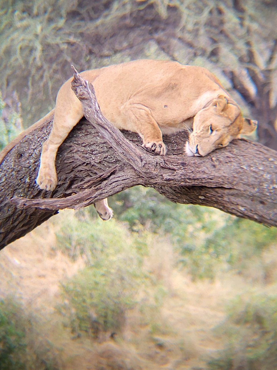 Hooked on Safari after doing Ndutu, Tarangine and Ngorongoro crater ...