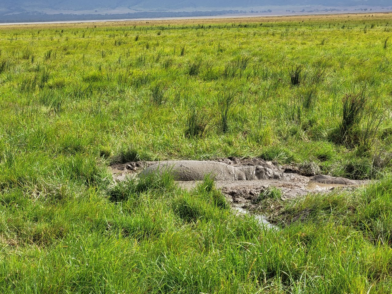 Hooked on Safari after doing Ndutu, Tarangine and Ngorongoro crater ...