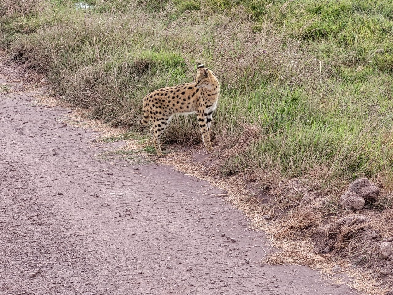 Hooked on Safari after doing Ndutu, Tarangine and Ngorongoro crater ...