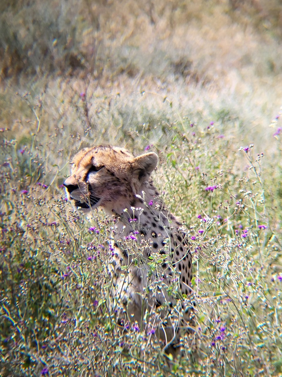 Hooked on Safari after doing Ndutu, Tarangine and Ngorongoro crater ...