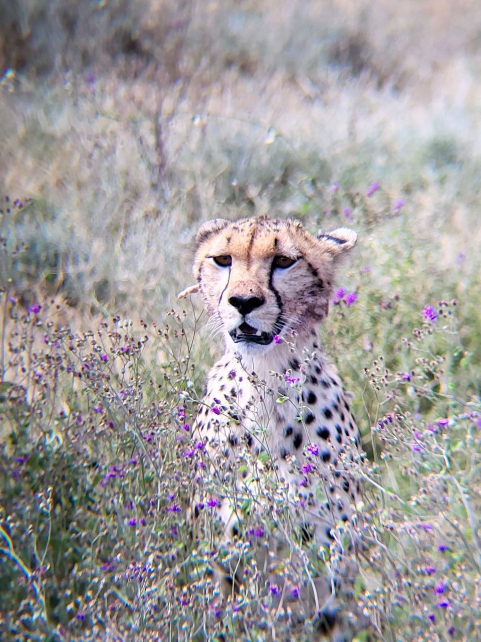 Hooked on Safari after doing Ndutu, Tarangine and Ngorongoro crater ...