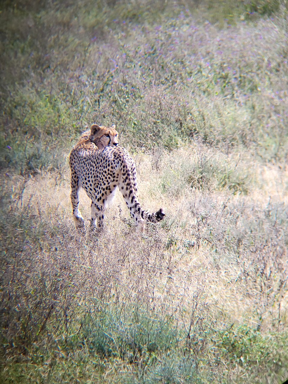 Hooked on Safari after doing Ndutu, Tarangine and Ngorongoro crater ...