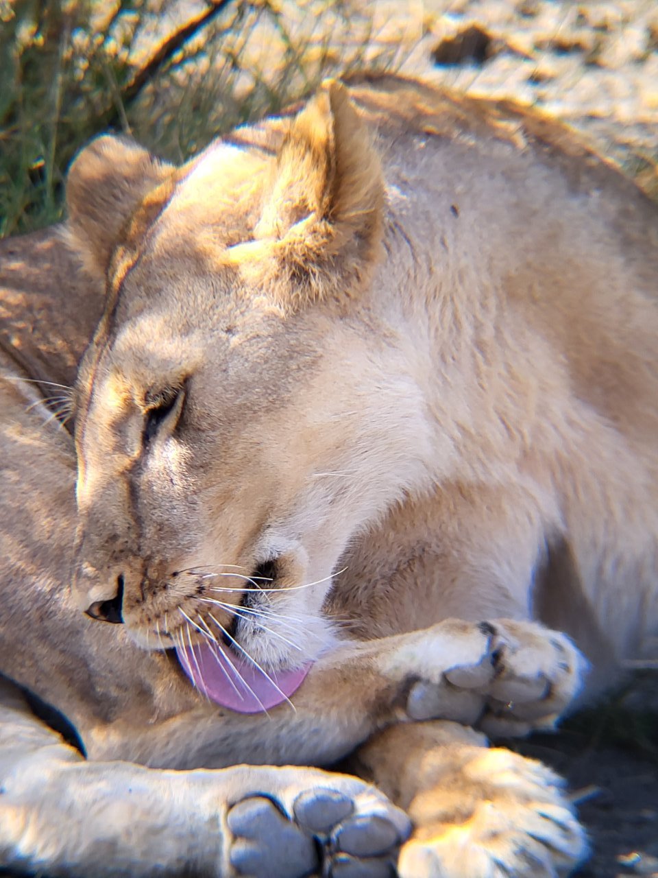 Hooked on Safari after doing Ndutu, Tarangine and Ngorongoro crater ...